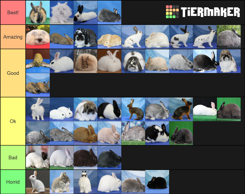 Rabbit Breeds Tier List (Community Rankings) - TierMaker