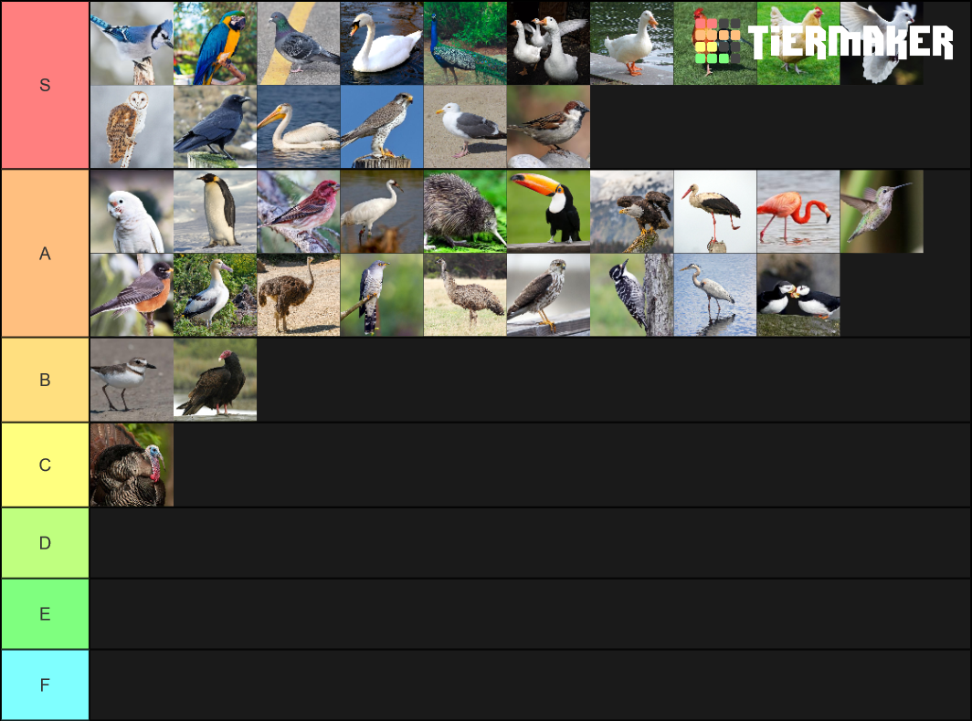 Best Birds Tier List (Community Rankings) - TierMaker