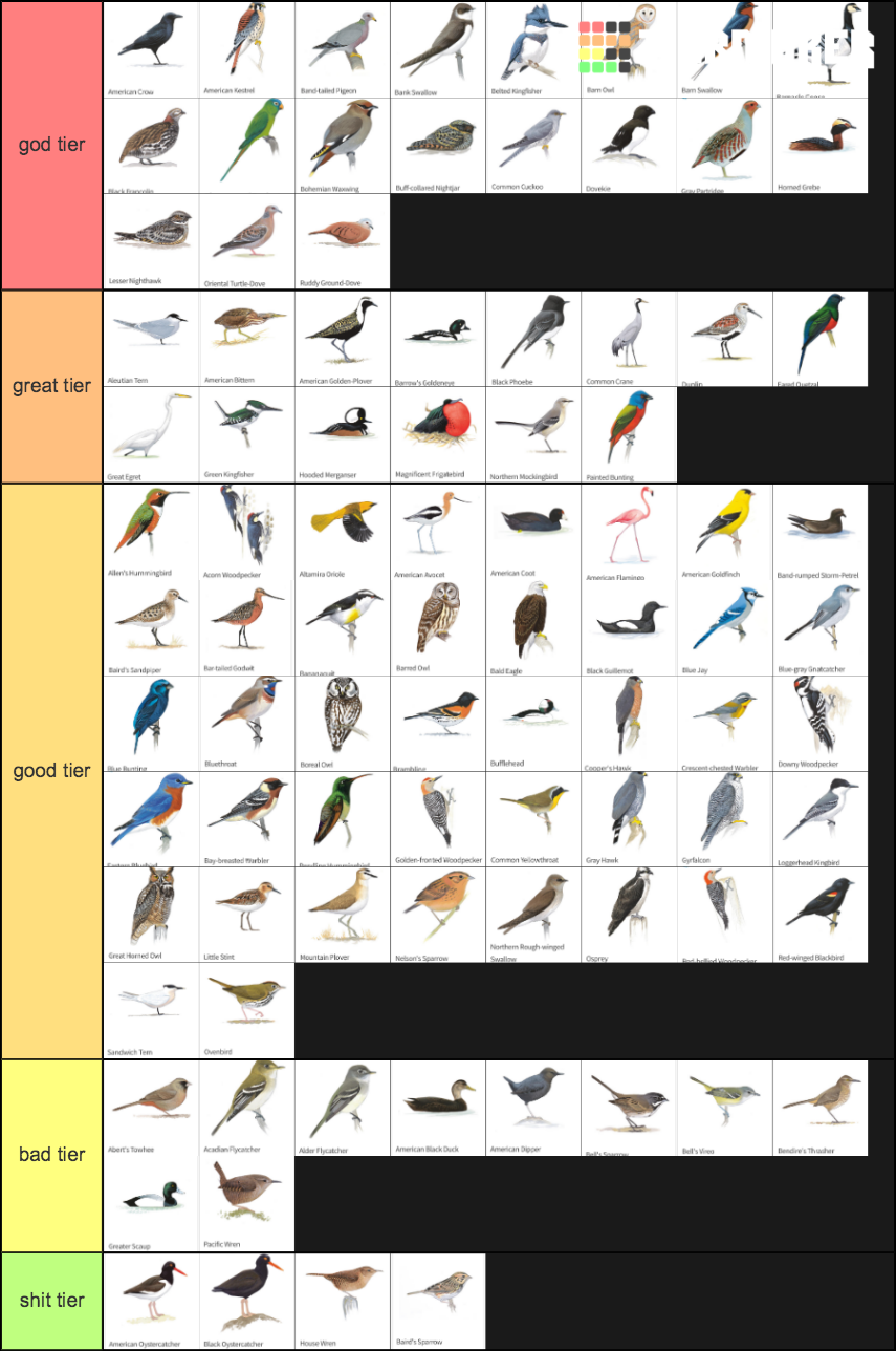 birds Tier List (Community Rankings) - TierMaker