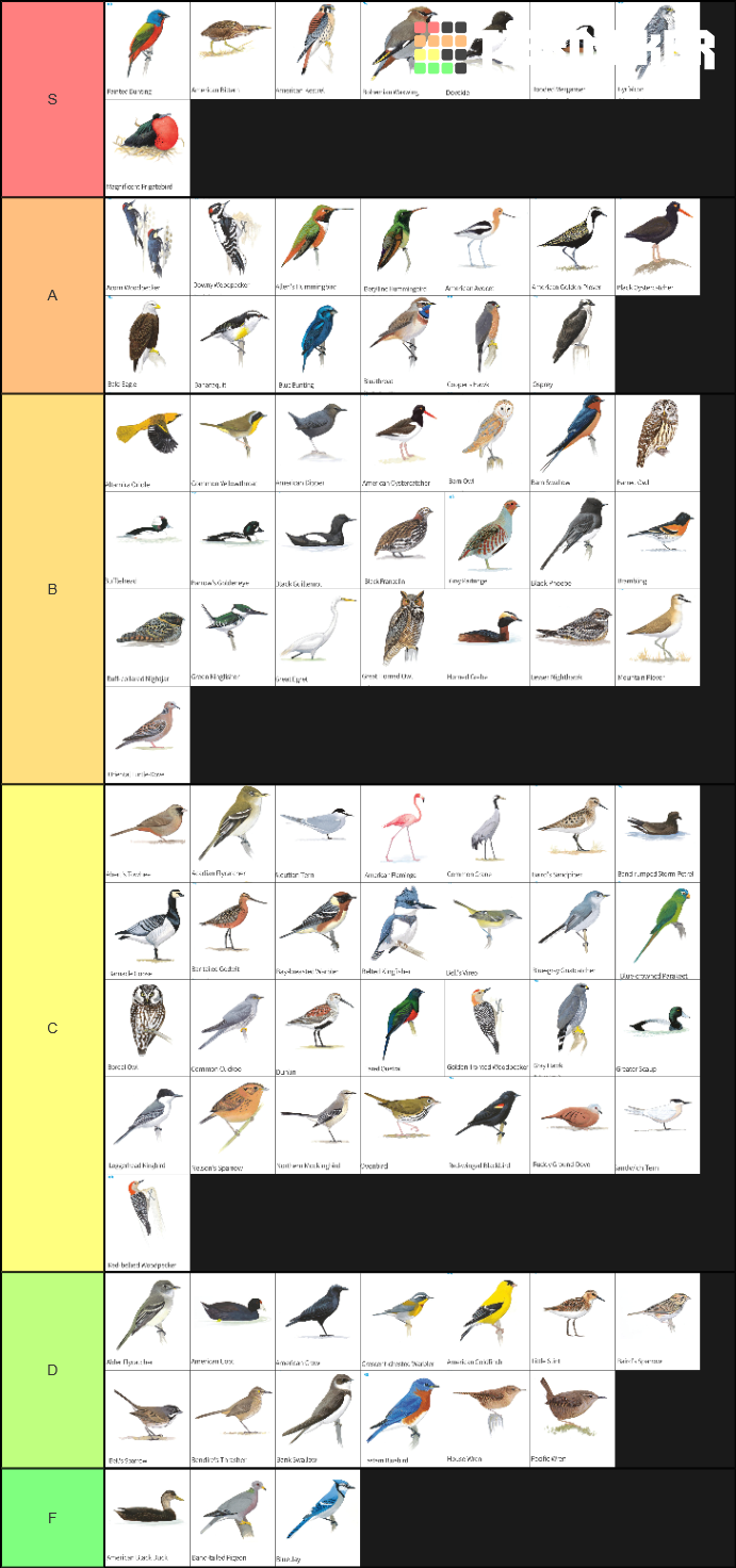 birds Tier List (Community Rankings) - TierMaker