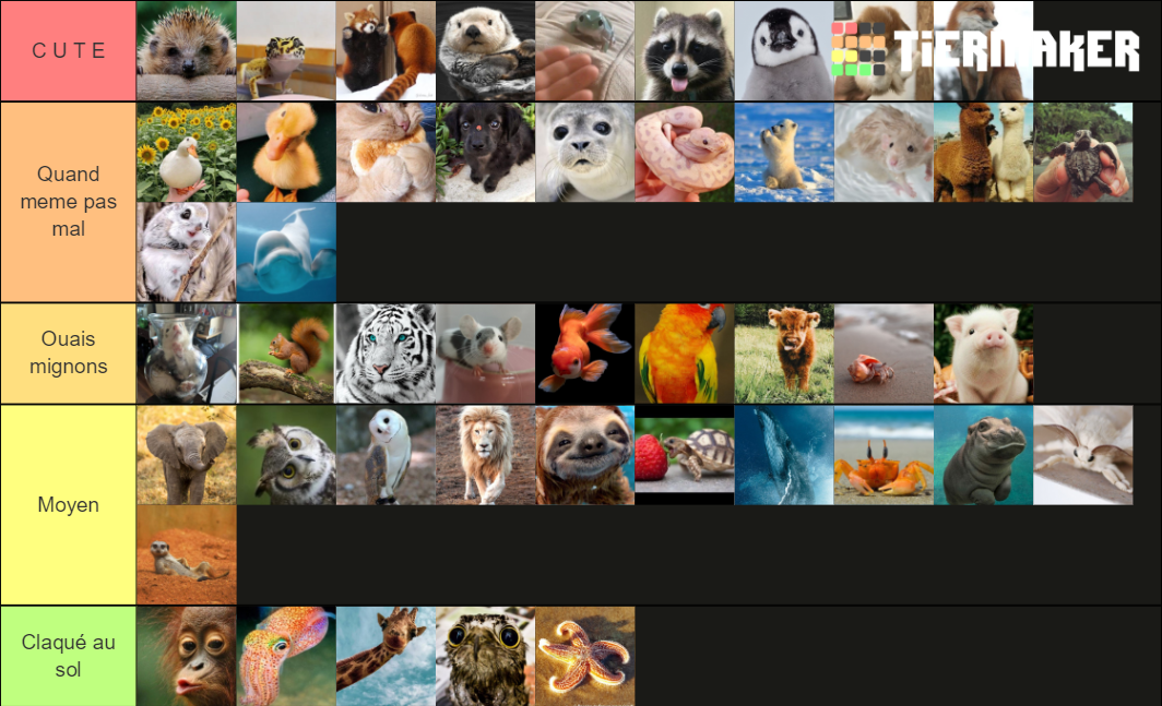 CUTE ANIMALS TIERS LIST Tier List (Community Rankings) - TierMaker