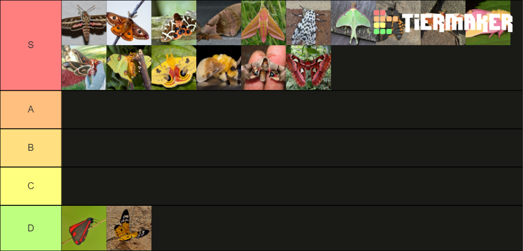 Moth Tier List (Community Rankings) - TierMaker