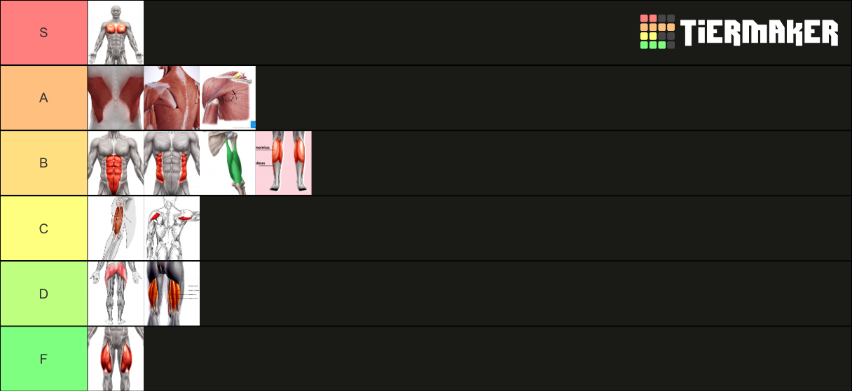 Muscle Groups Tier List (Community Rankings) - TierMaker