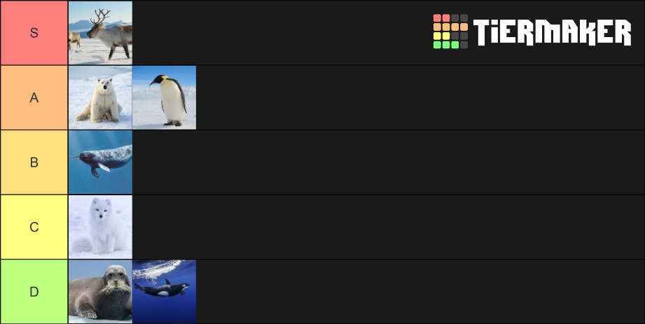 Polar Animals Tier List (Community Rankings) - TierMaker