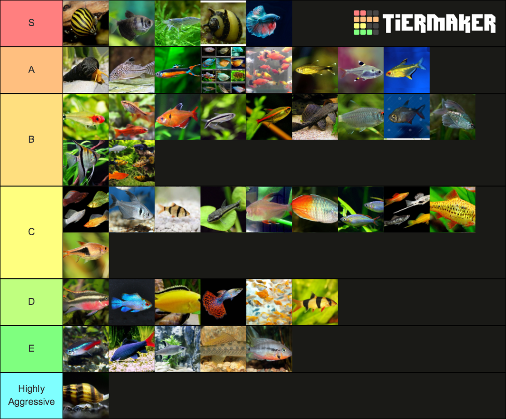Tropical Aquarium Fish Tier List (Community Rankings) - TierMaker