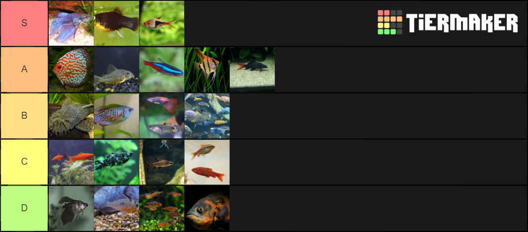 Tropical Freshwater Fish Tier List (Community Rankings) - TierMaker
