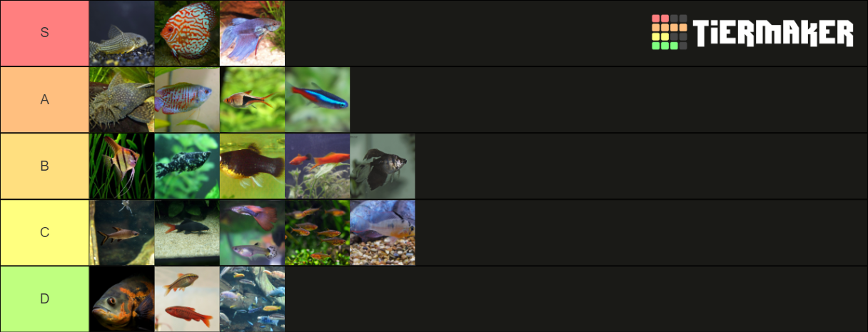 Tropical Freshwater Fish Tier List (Community Rankings) - TierMaker