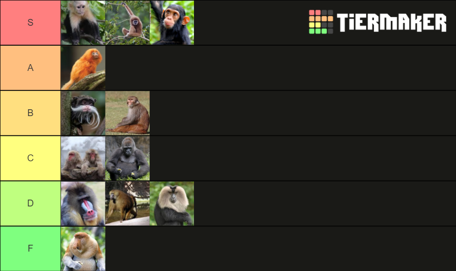 Types of Monkeys Tier List (Community Rankings) - TierMaker