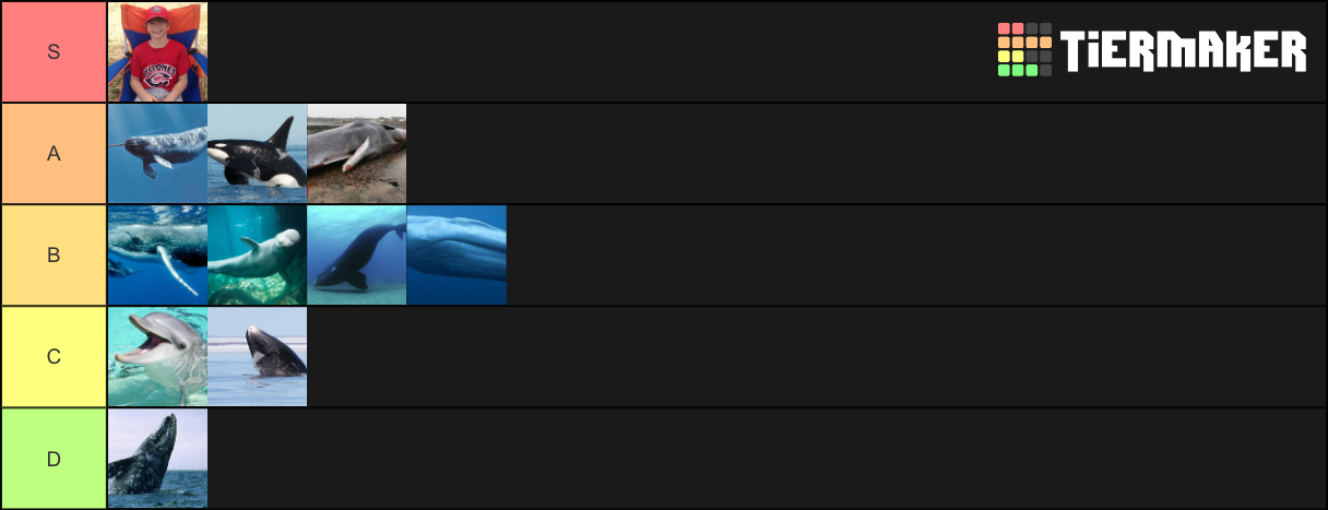 Whale Tiers Tier List (Community Rankings) - TierMaker