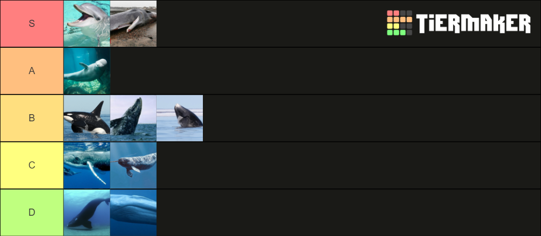 Whale Tiers Tier List (Community Rankings) - TierMaker