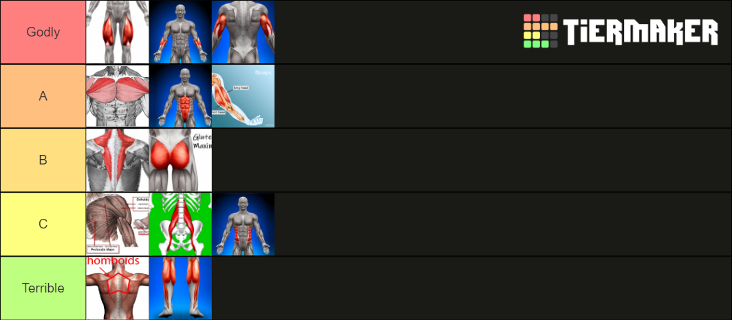 Best Muscle Group Tier List (Community Rankings) - TierMaker