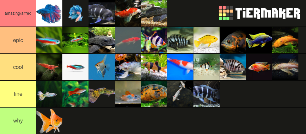 Aquarium Fish Tier List (Community Rankings) - TierMaker