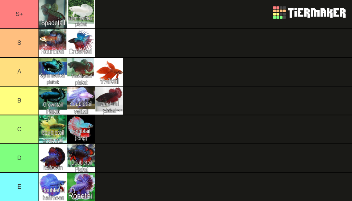 Betta Fish Breeds (Tail Types) Tier List (Community Rankings) - TierMaker