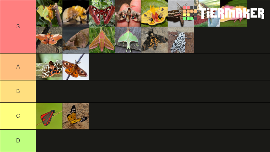 Moth Tier List (Community Rankings) - TierMaker