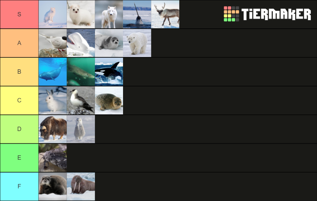 Arctic Animals Tier List (Community Rankings) - TierMaker
