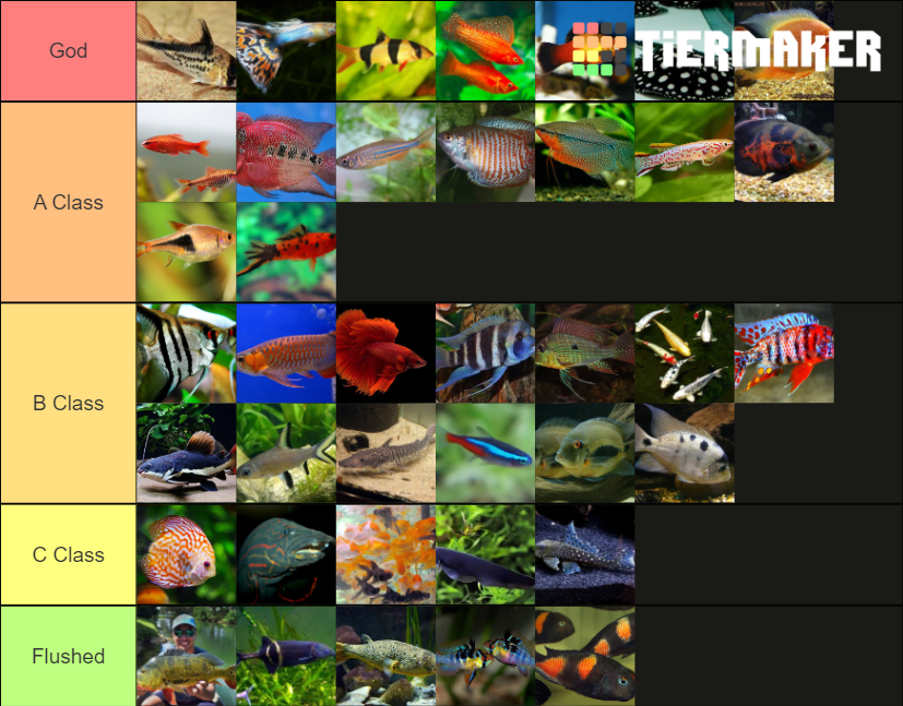 Aquarium Fish (Freshwater) Tier List (Community Rankings) - TierMaker