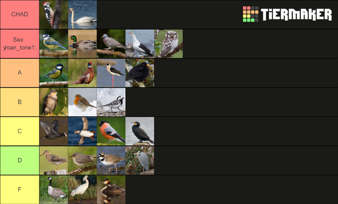 European Birds Tier List (Community Rankings) - TierMaker