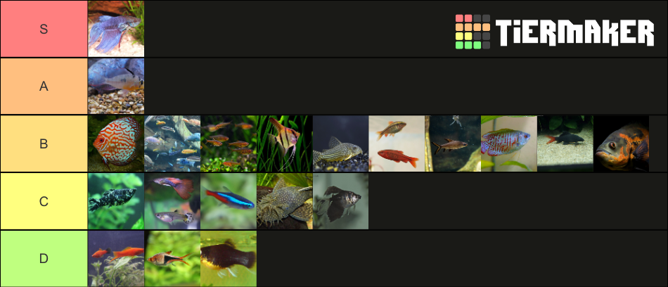 Tropical Freshwater Fish Tier List (Community Rankings) - TierMaker