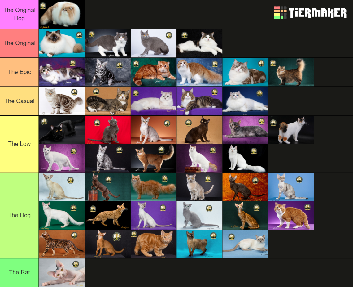 Cat Breed Tier List (Community Rankings) - TierMaker
