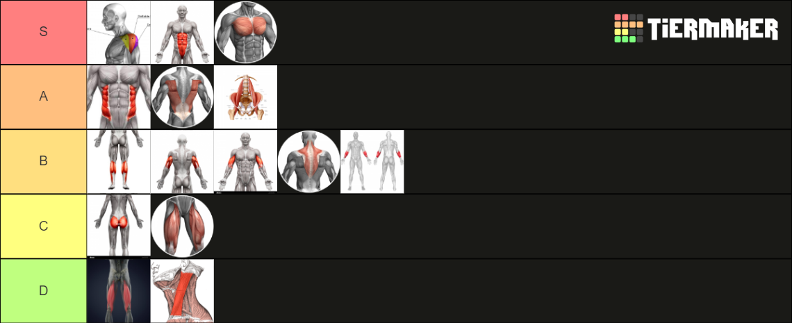Muscle Groups Tier List (Community Rankings) - TierMaker