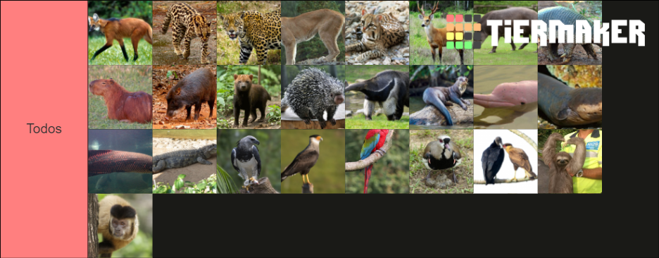 Brazillian animals Tier List (Community Rankings) - TierMaker