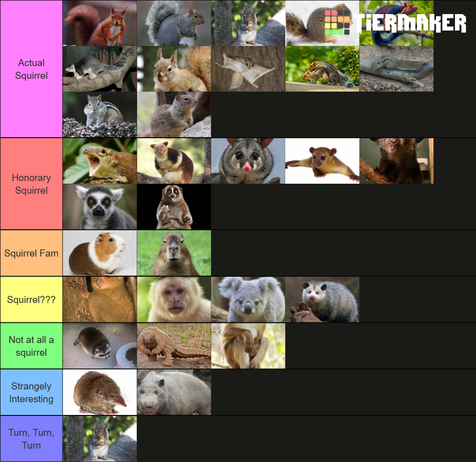 Ultimate Squirrel Tierlist Tier List (Community Rankings) - TierMaker