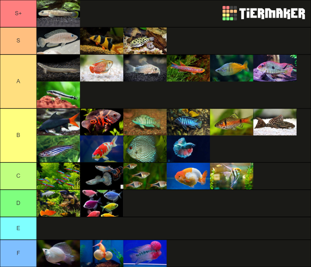 Freshwater Fish Tier List (Community Rankings) - TierMaker