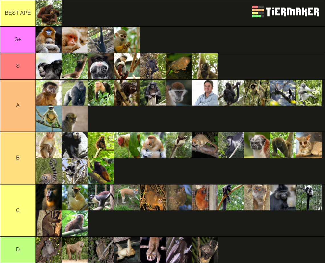 Every Primate Tier List (Community Rankings) - TierMaker
