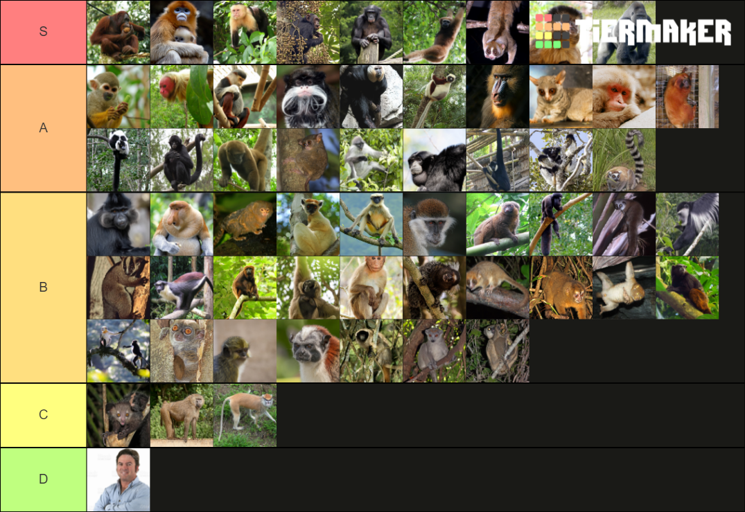 Every Primate Tier List (Community Rankings) - TierMaker