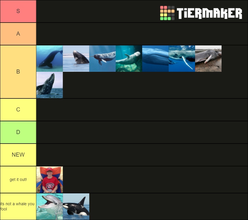 Whale Tiers Tier List (Community Rankings) - TierMaker