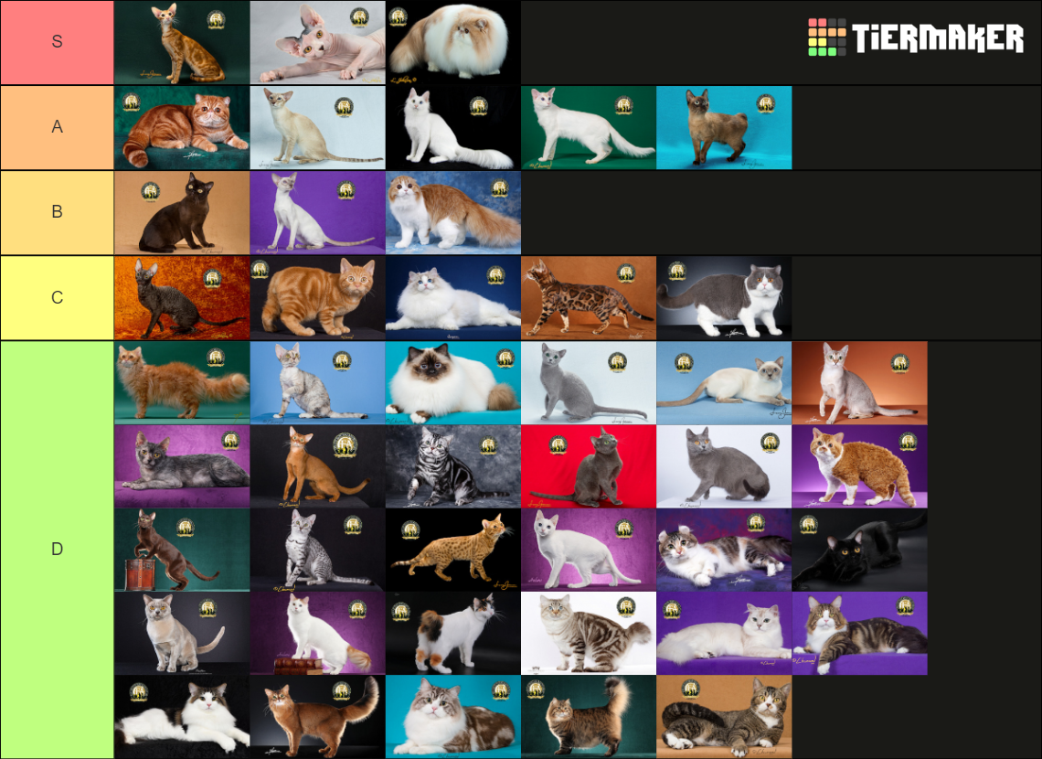 Cat Breed Tier List (Community Rankings) - TierMaker