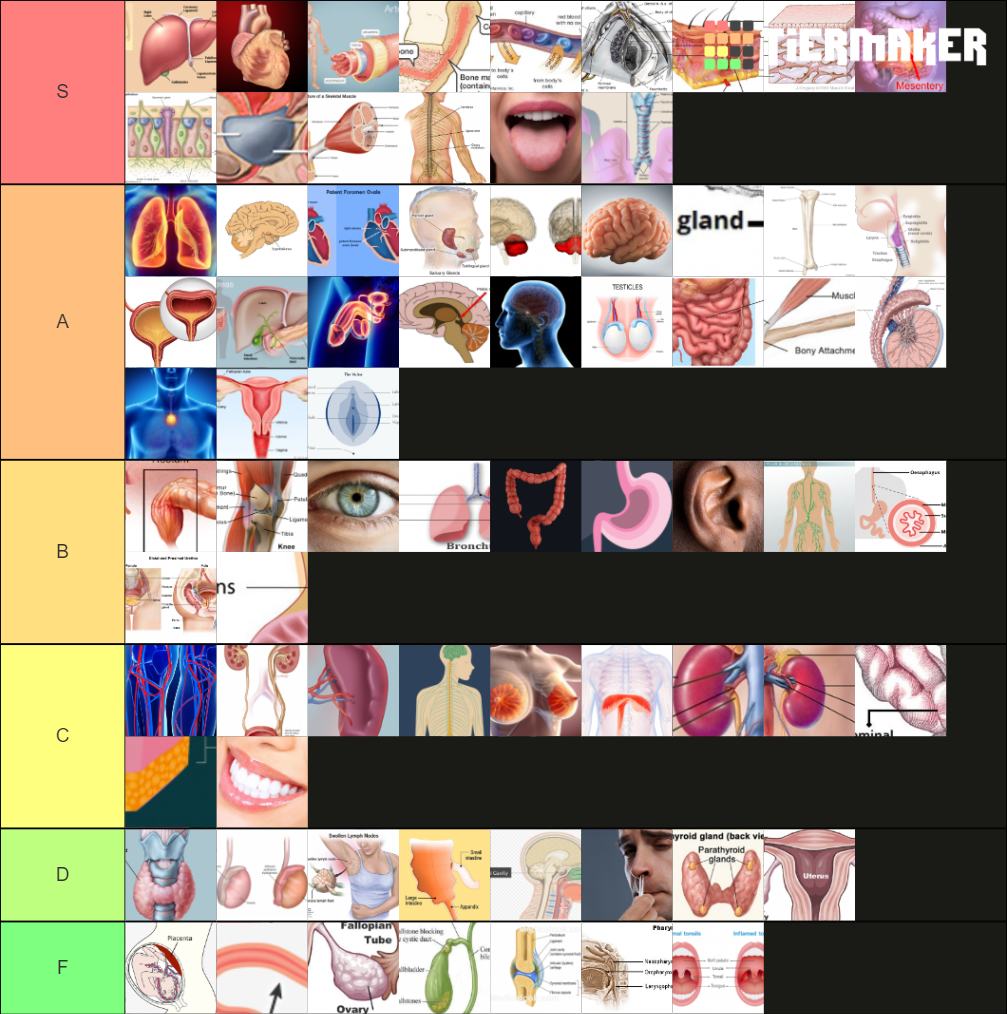 Organs of the Human Body Tier List (Community Rankings) - TierMaker