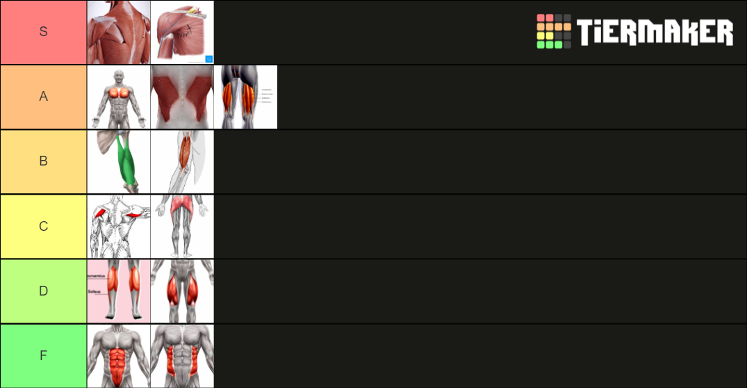 Muscle Groups Tier List (Community Rankings) - TierMaker