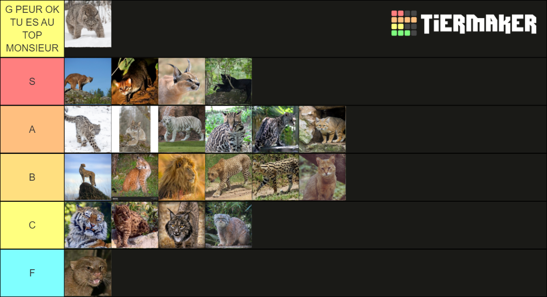 Cat Tier List (Community Rankings) - TierMaker
