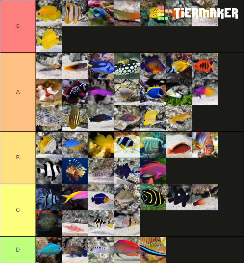 Saltwater Aquarium Fish - adam lodge Tier List (Community Rankings ...