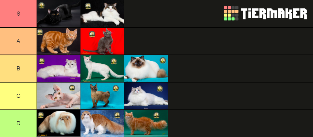 CFA Cat Breeds Tier List (Community Rankings) - TierMaker