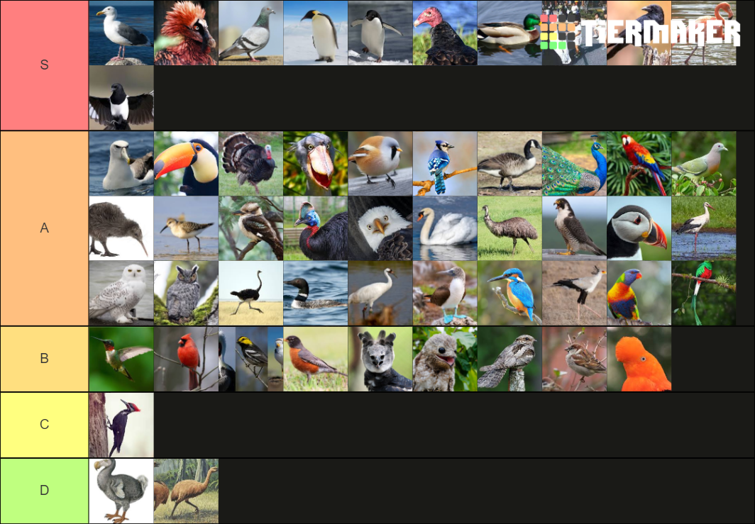 Bird Species Tier List (Community Rankings) - TierMaker