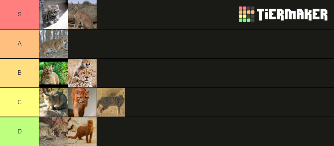 Wild Cats Ranked Yall!!!!! Tier List (Community Rankings) - TierMaker