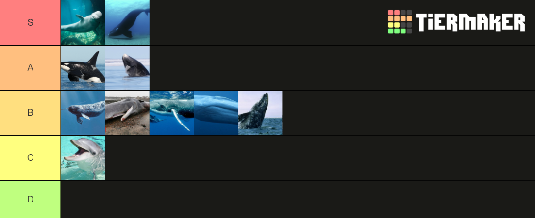 Whale Tiers Tier List (Community Rankings) - TierMaker