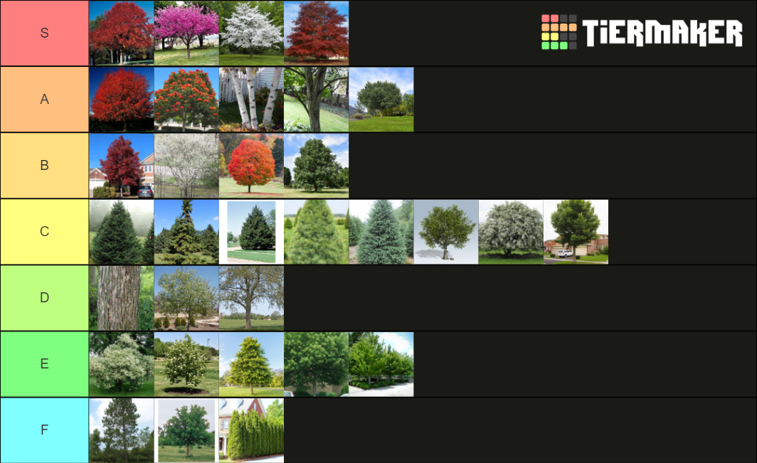 Trees of Michigan Tier List (Community Rankings) - TierMaker