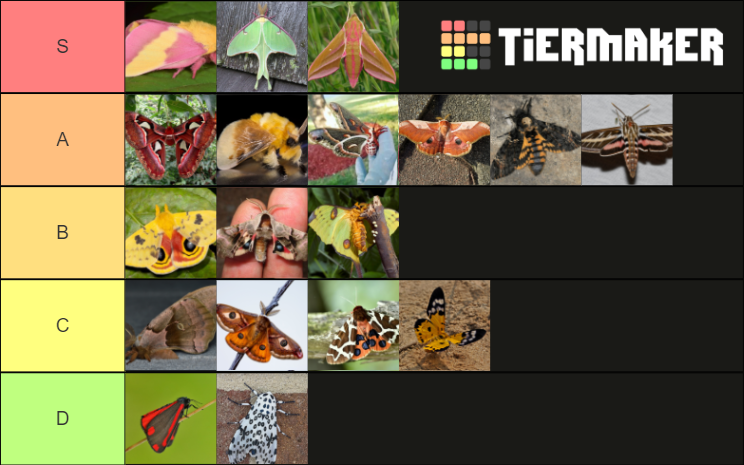 Moth Tier List (Community Rankings) - TierMaker