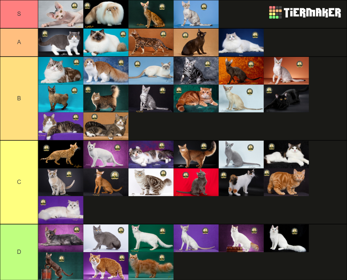 Cat Breed Tier List (Community Rankings) - TierMaker