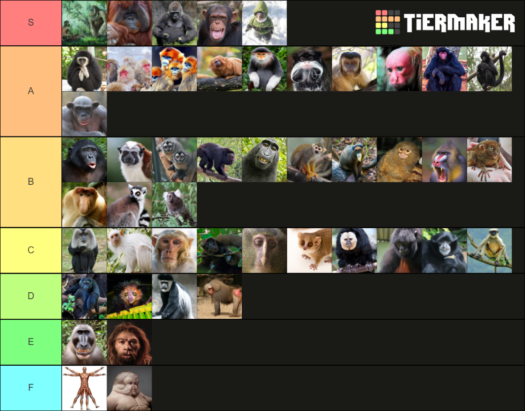 Monkey Tier List (Community Rankings) - TierMaker