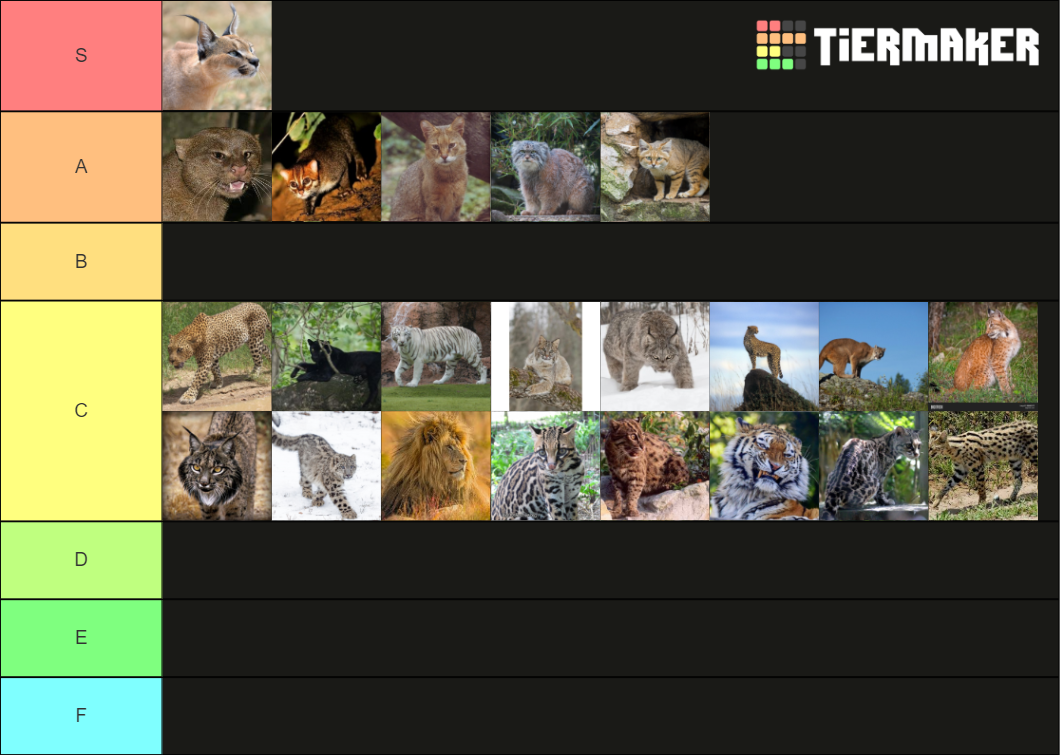 Cat Tier List (Community Rankings) - TierMaker