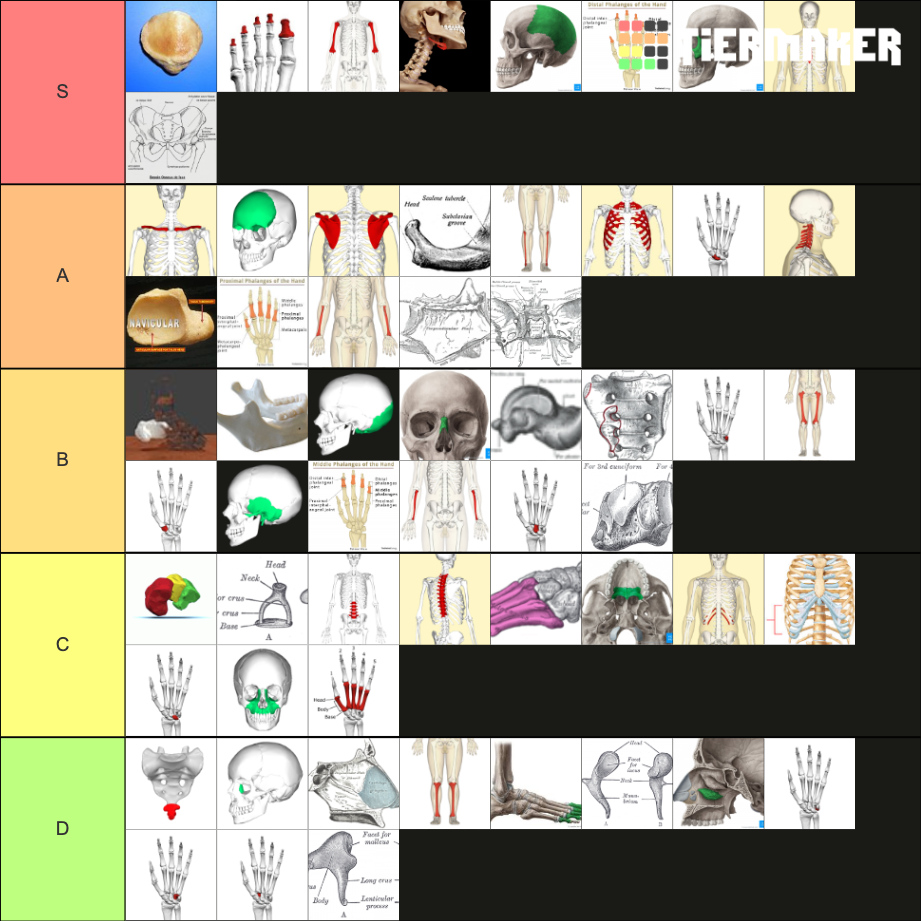 Bones of the human body Tier List (Community Rankings) - TierMaker