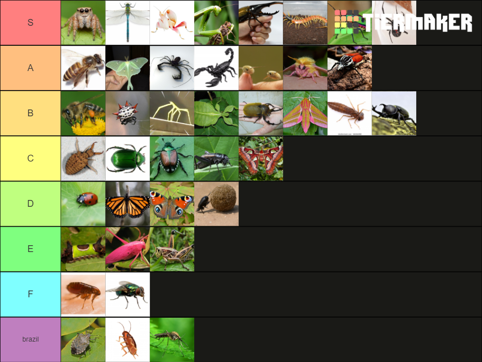 insect and arachnid tierlist Tier List (Community Rankings) - TierMaker