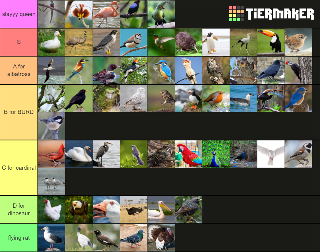Ultimate birds Tier List (Community Rankings) - TierMaker