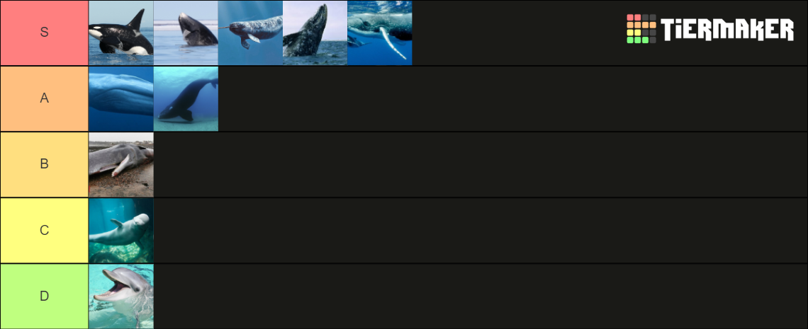 Whale Tiers Tier List (Community Rankings) - TierMaker