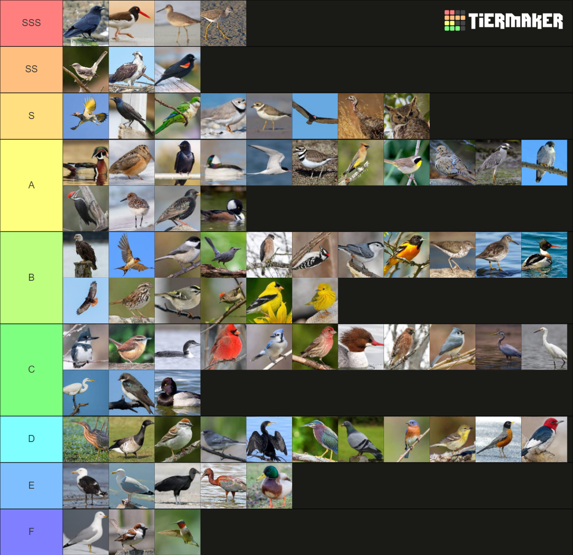 Birds of New England, USA Tier List (Community Rankings) - TierMaker