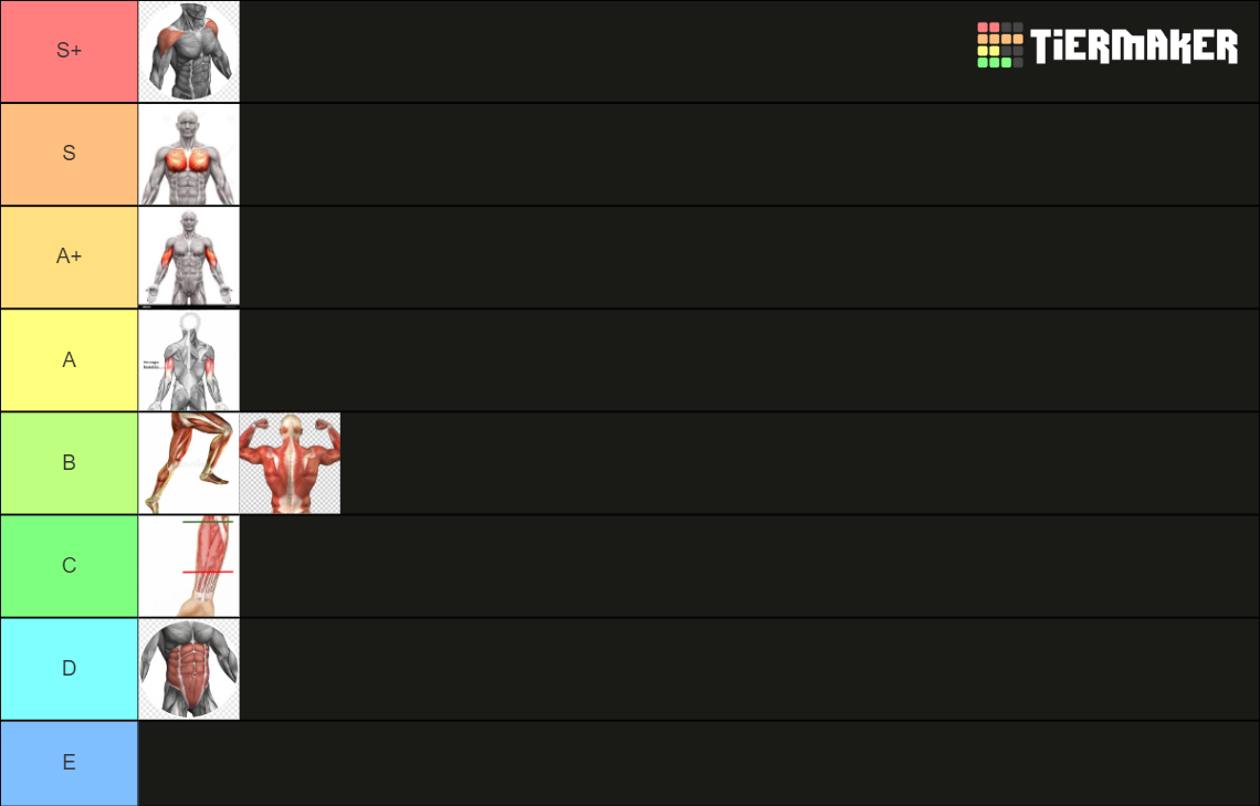 Muscle Group Tier List (Community Rankings) - TierMaker